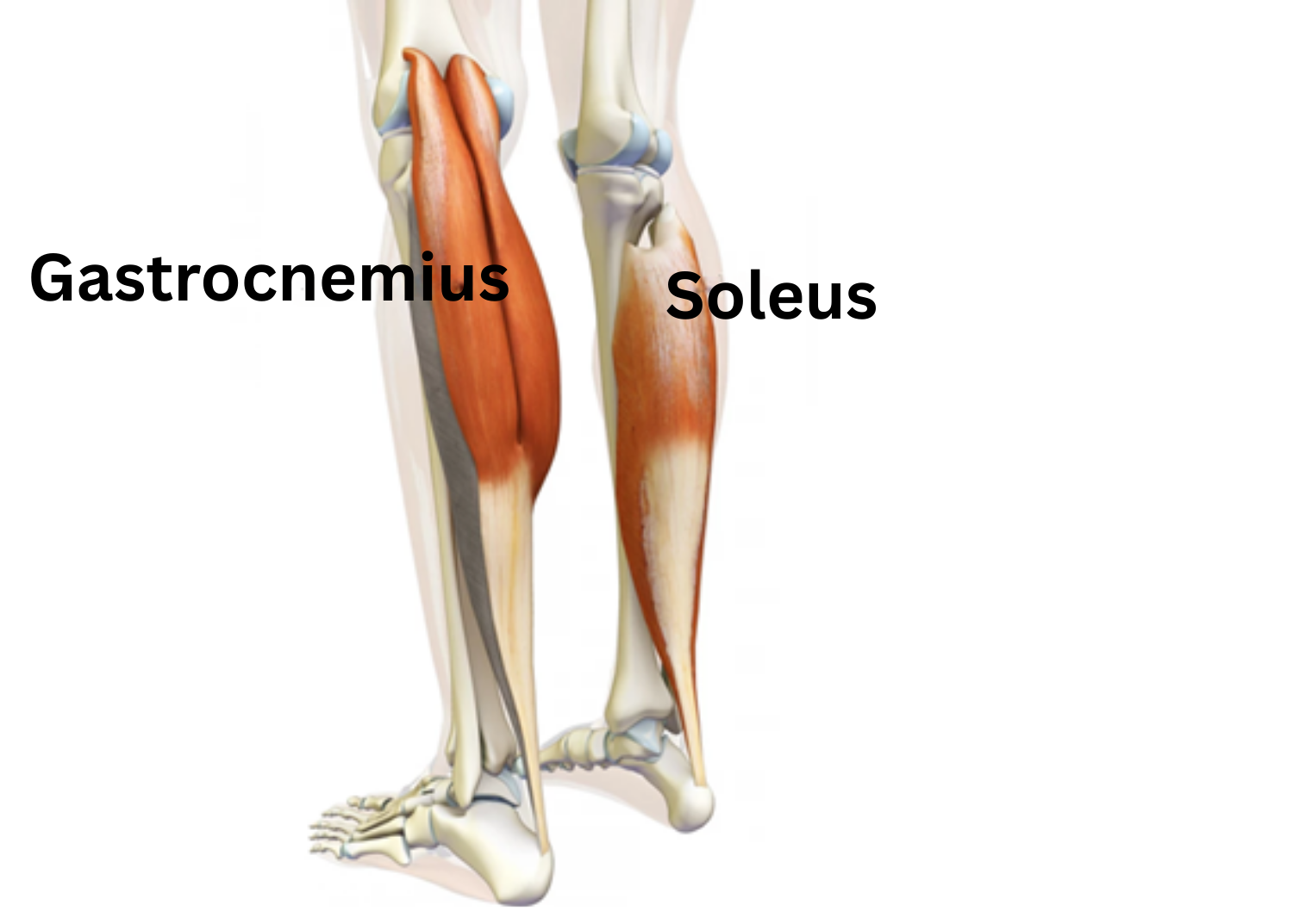 I Pulled My Calf Muscle While Running - Physiotherapy Help